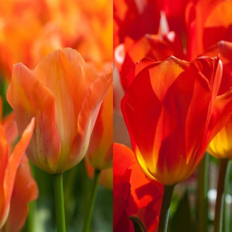 Tulip Blends | Colorblends® Flower Bulbs at Wholesale Prices