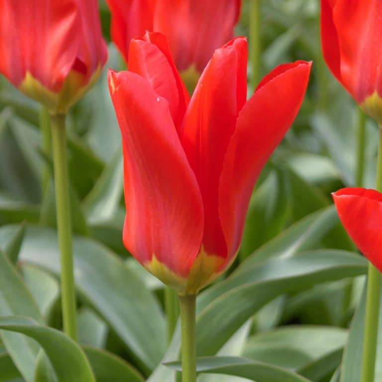 Red Emperor Tulip Bulbs | Always Wholesale Pricing | Colorblends®