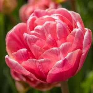 Double Tulip Bulbs | Colorblends® Wholesale Flowerbulbs