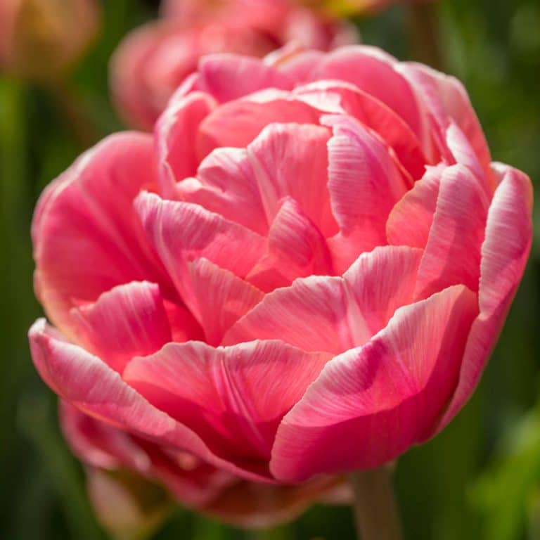 Aveyron Tulip Bulbs | Always Wholesale Pricing | Colorblends®