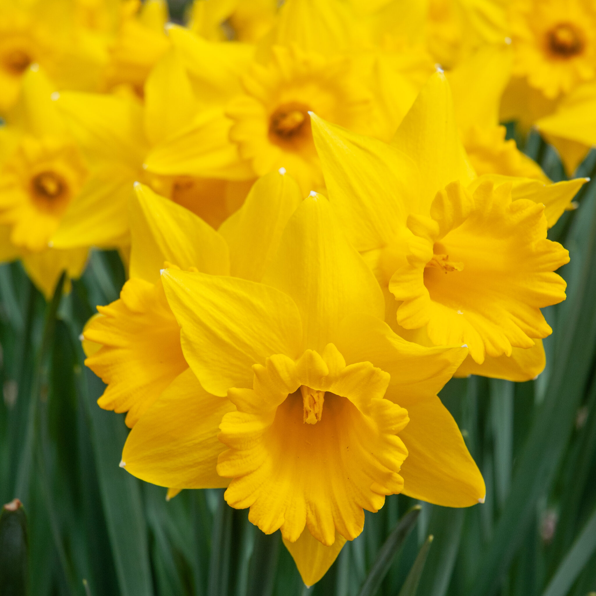 Marieke Daffodil Bulbs | Always Wholesale Pricing | Colorblends®