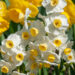 Avalanche Daffodil Bulbs | Wholesale Pricing | Colorblends®