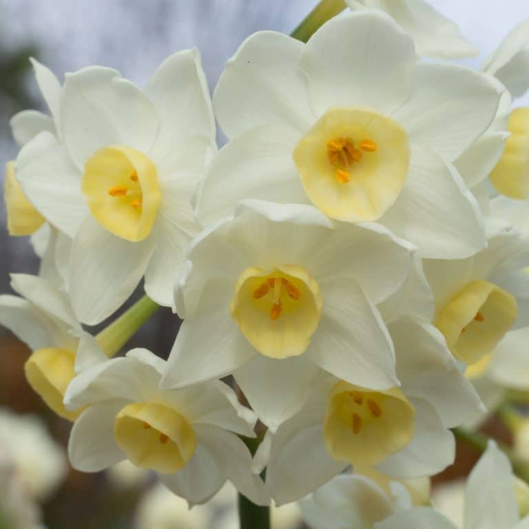 Fragrant Daffodils | Dutch Flower Bulbs at Wholesale prices - Colorblends®
