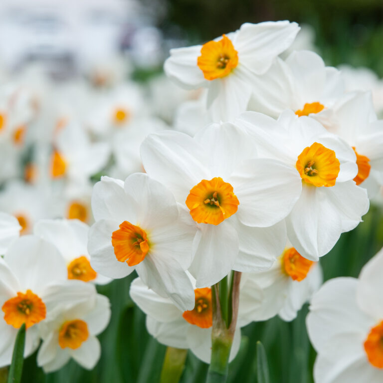 Daffodil Bulbs | Colorblends® Wholesale Flowerbulbs
