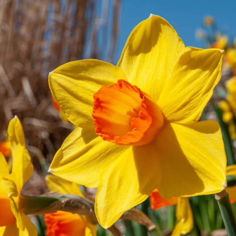 Daffodil Bulbs | Colorblends® Wholesale Flowerbulbs
