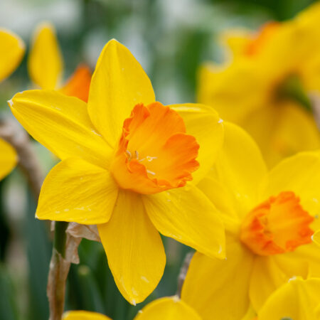 Uncommon Daffodil Bulbs | Colorblends
