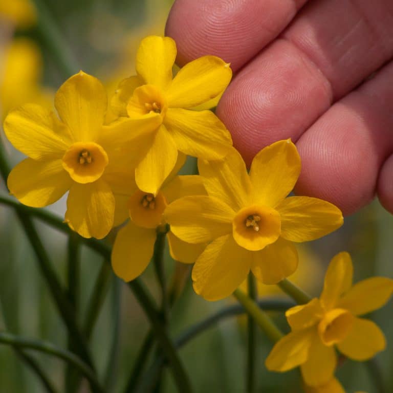 All Daffodils | Dutch Flower Bulbs at wholesale prices - Colorblends®