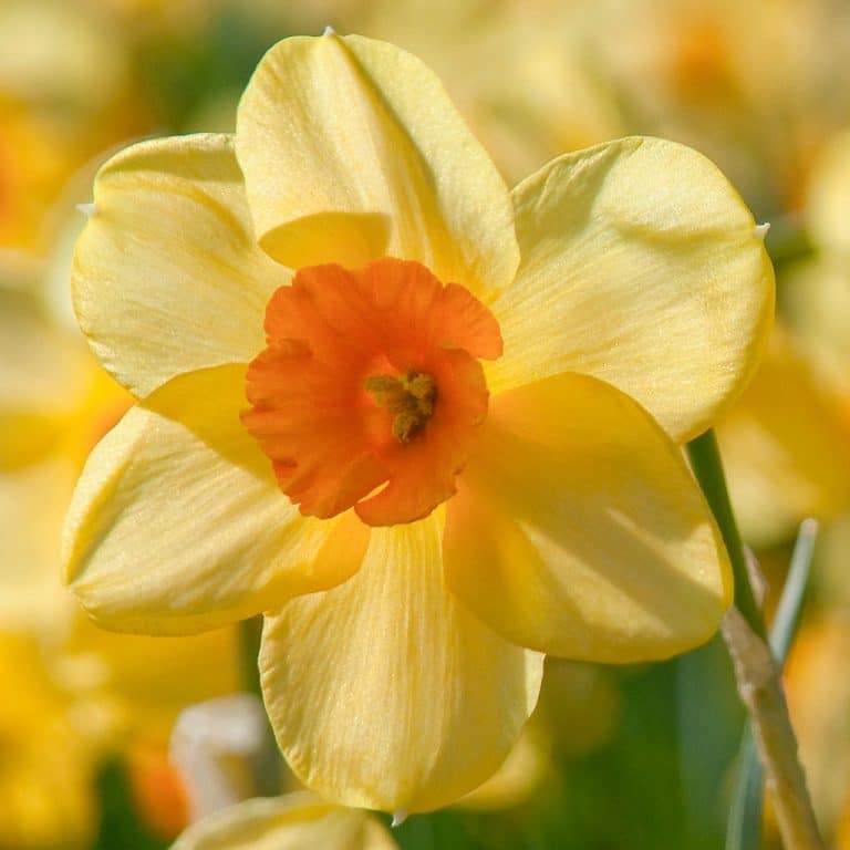 Uncommon Daffodil Bulbs | Colorblends® Wholesale Flowerbulbs