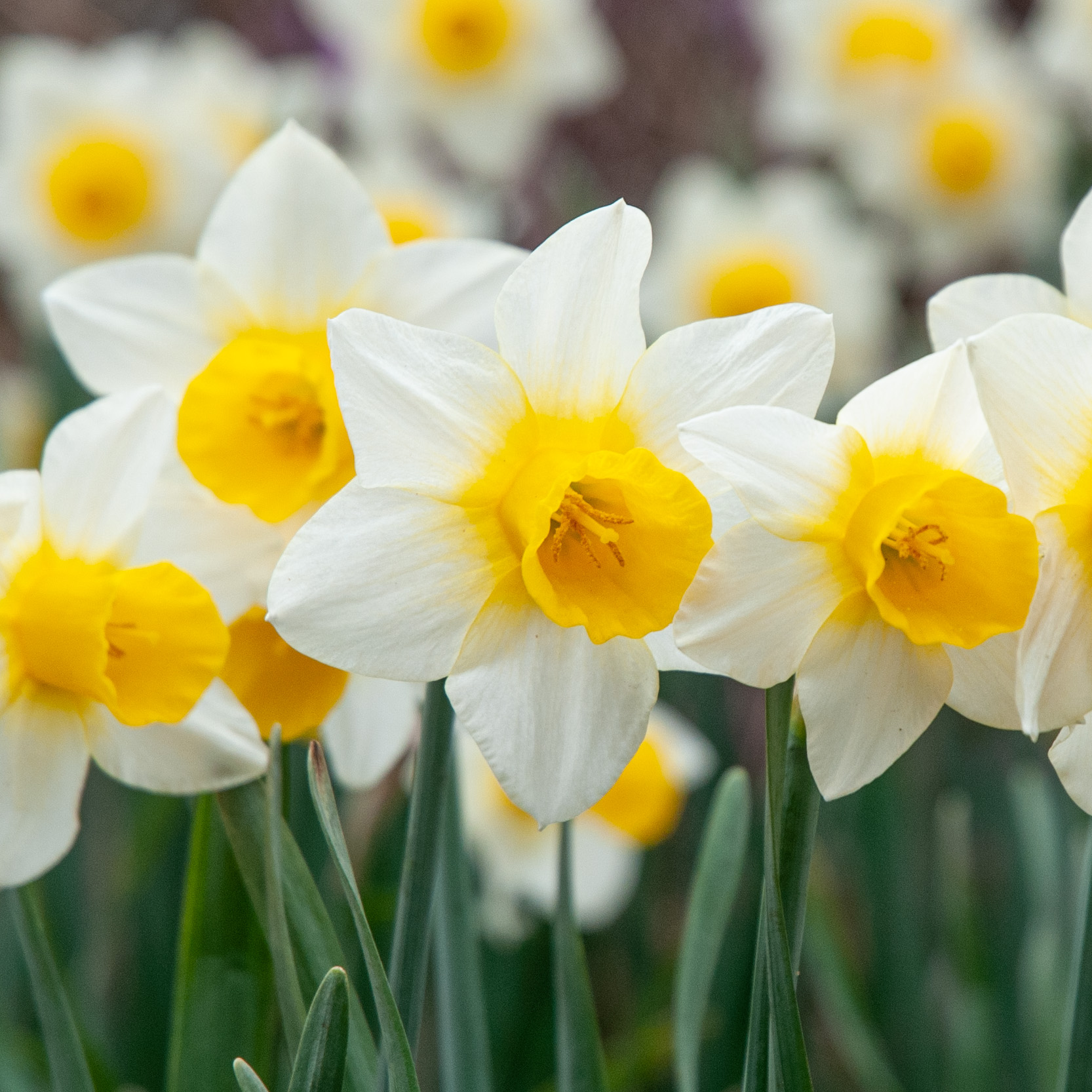 Golden Echo Daffodil Bulbs | Wholesale Pricing | Colorblends®
