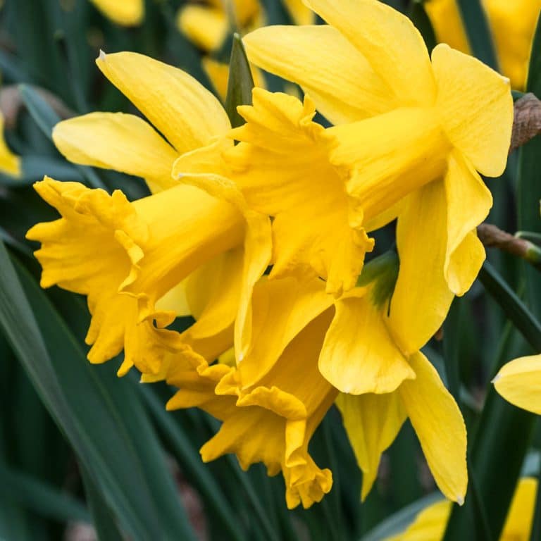Gold Standard Daffodils