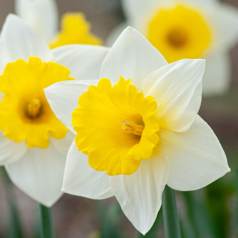 Daffodil Bulbs | Colorblends® Wholesale Flowerbulbs