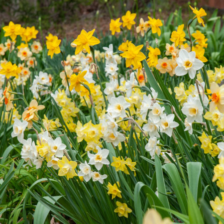 Fragrant Daffodil Bulbs | Colorblends