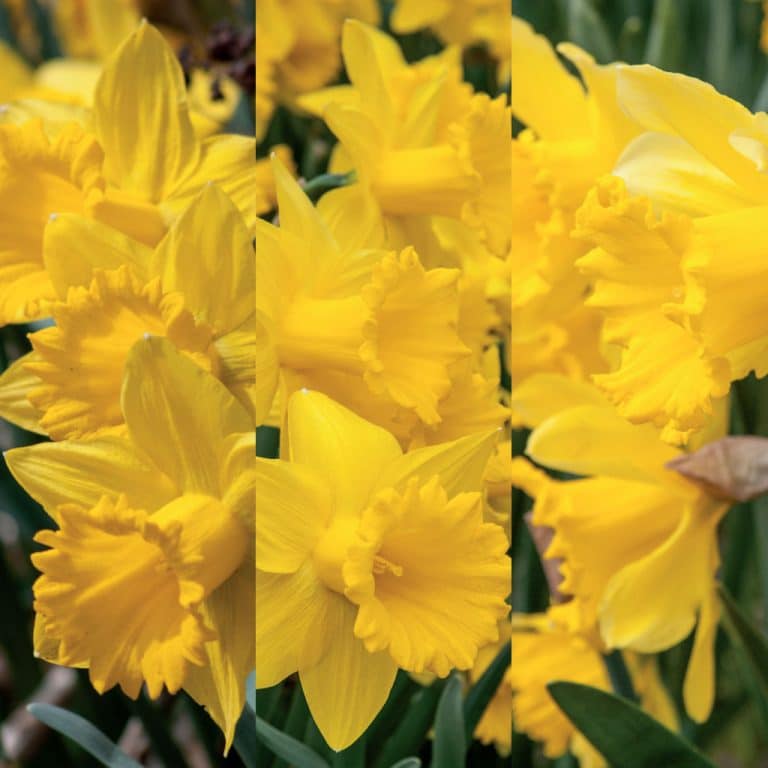 Daffodil Bulbs | Colorblends® Wholesale Flowerbulbs