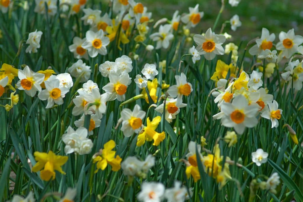 Daffodil Bulbs | Item # 3761 Gritty Southern Daff Blend | For Sale ...