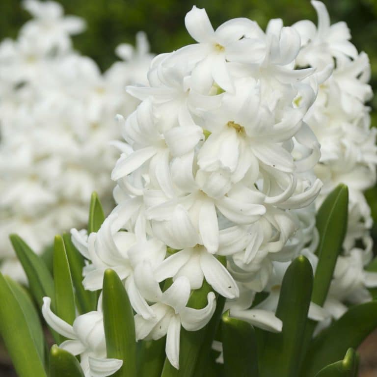 Hyacinth Carnegie Bulbs | Wholesale Pricing | Colorblends®