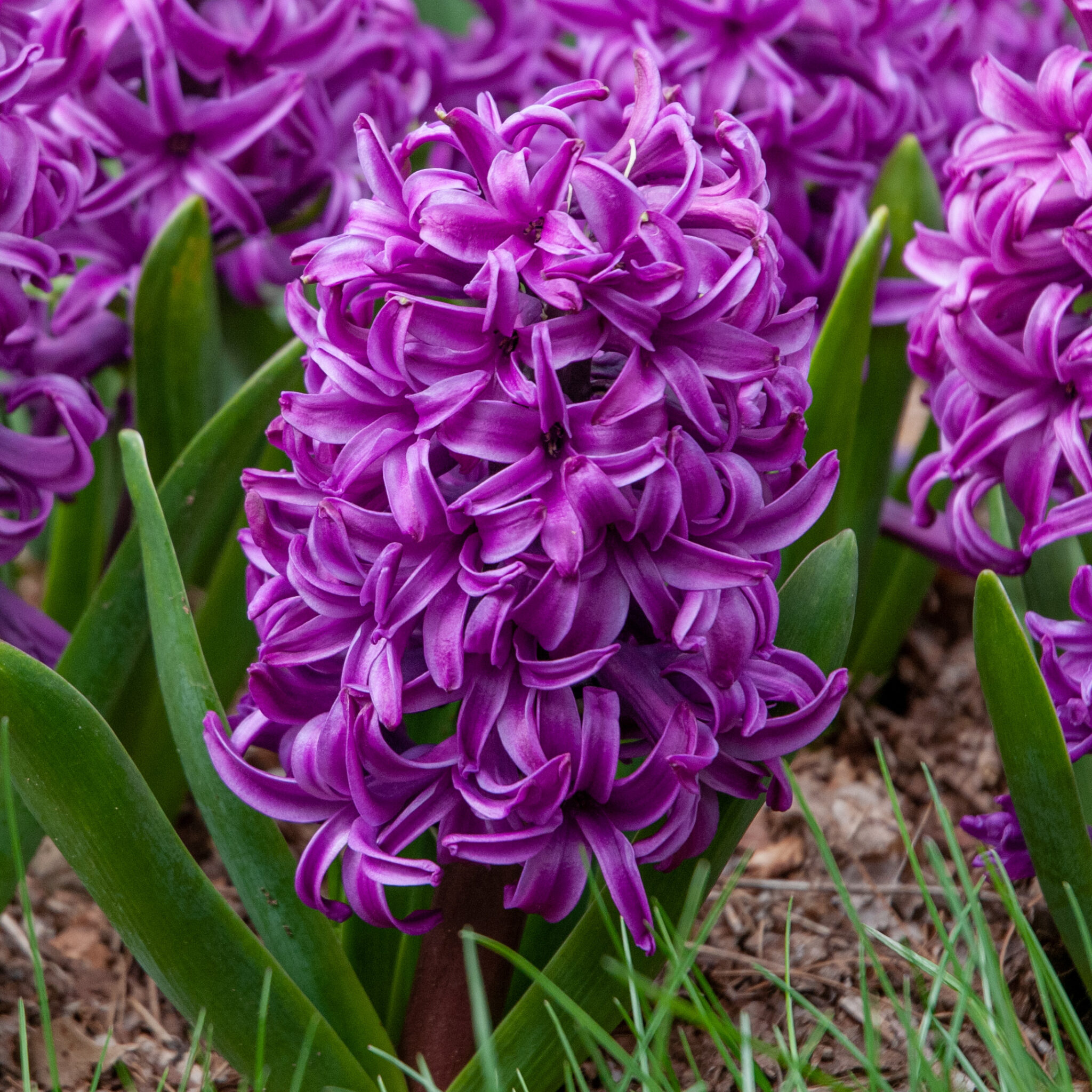 Hyacinth Plant Hyacinth Plant