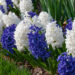 Hyacinth Blue Delta Blend | Wholesale Pricing | Colorblends®