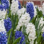 Hyacinth Blue Delta™ Blend | Wholesale Pricing | Colorblends®