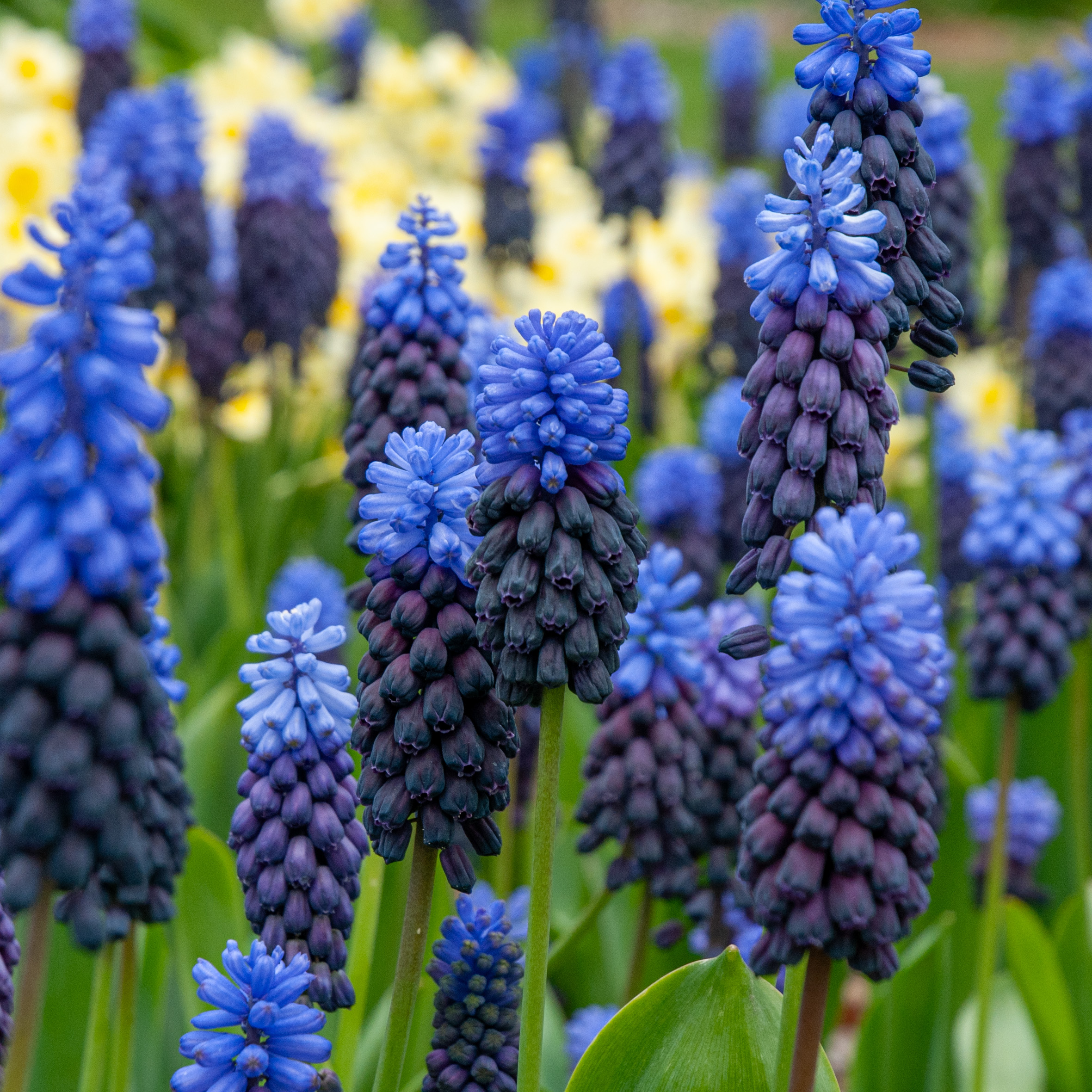 Muscari Latifolium Bulbs | Always Wholesale Pricing | Colorblends®