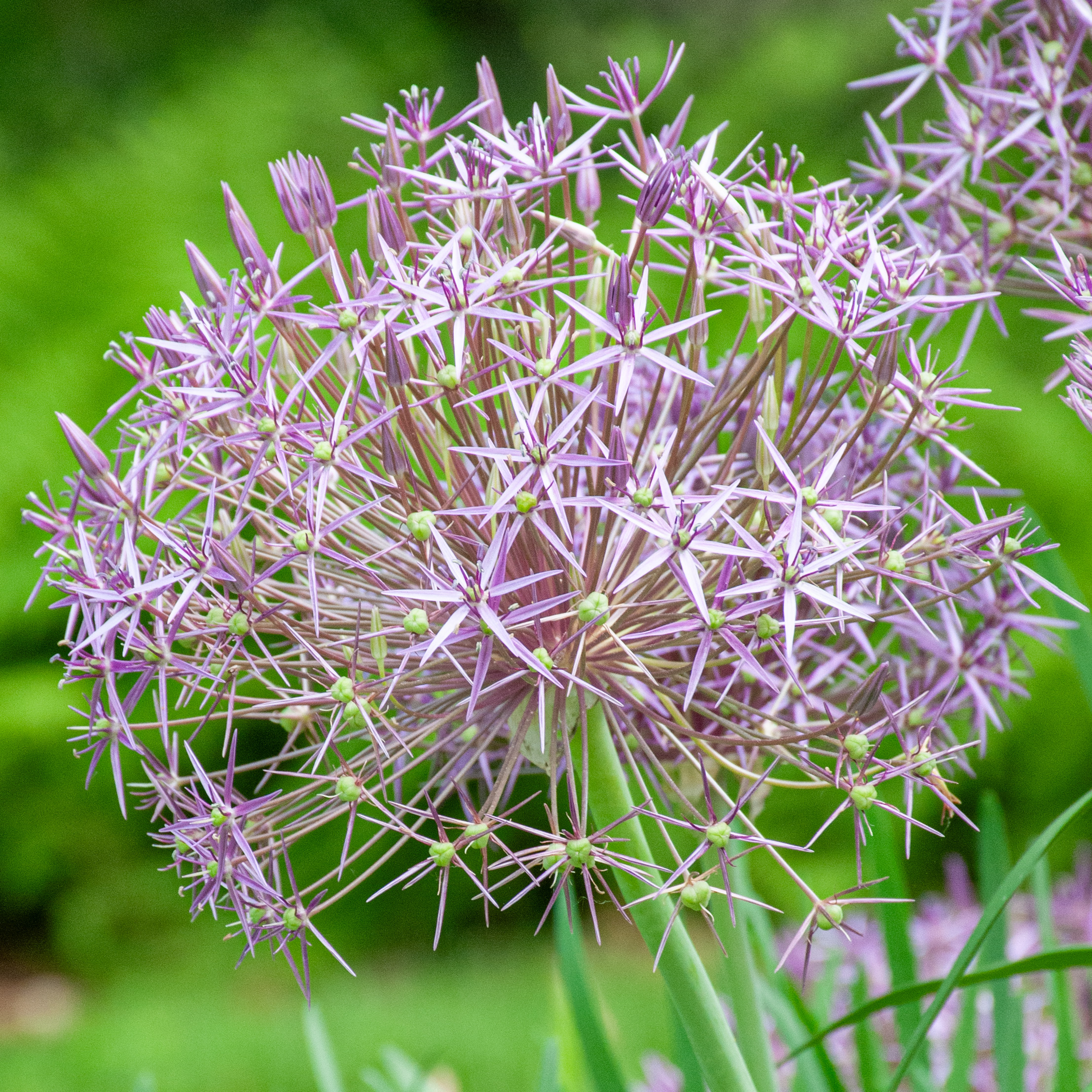 Allium Christophii Allium Christophii Flowering In Long Grass