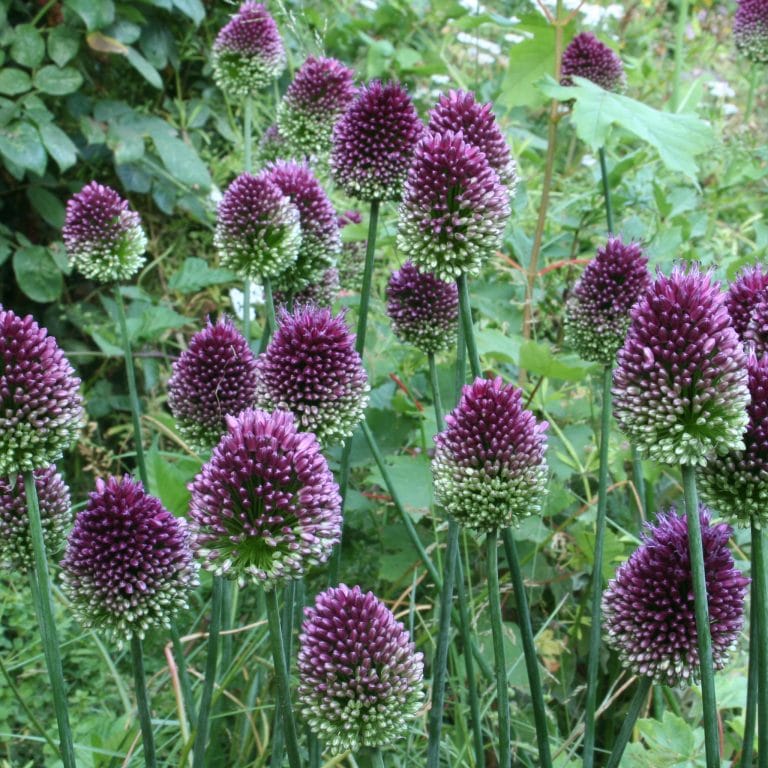 Allium Sphaerocephalon Bulbs | Wholesale Pricing | Colorblends®