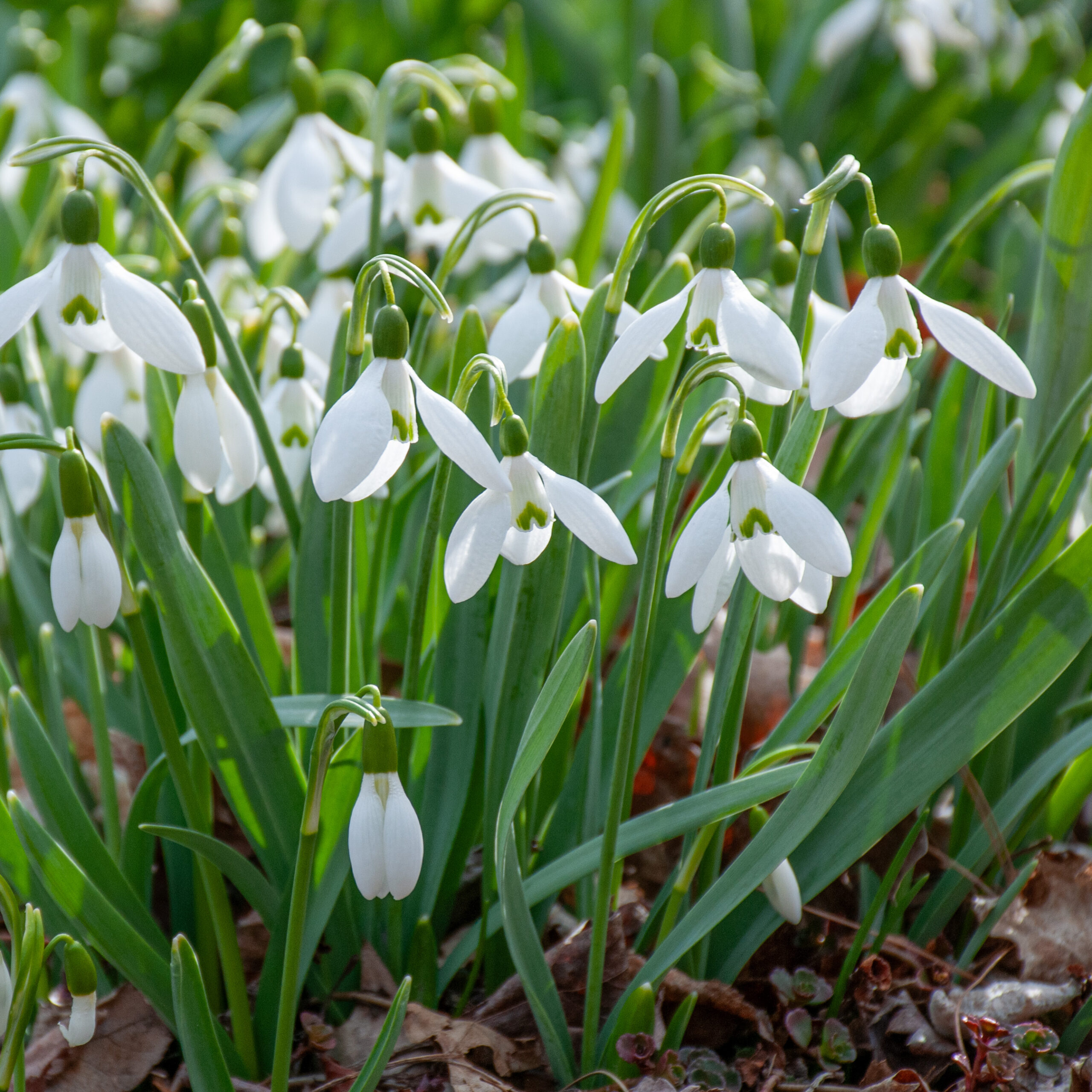 Snowdrops Bulbs | Always Wholesale Pricing | Colorblends®
