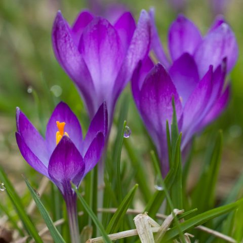 Crocus Bulbs | Item # 5021 Crocreation | For Sale - Colorblends®