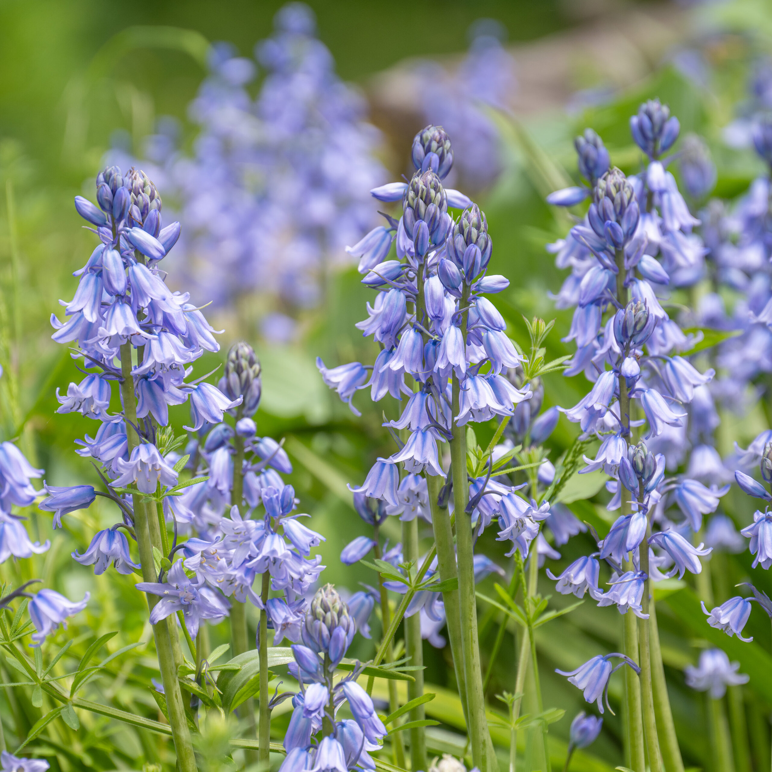 Spanish Bluebell Bulbs | Always Wholesale Pricing | Colorblends®