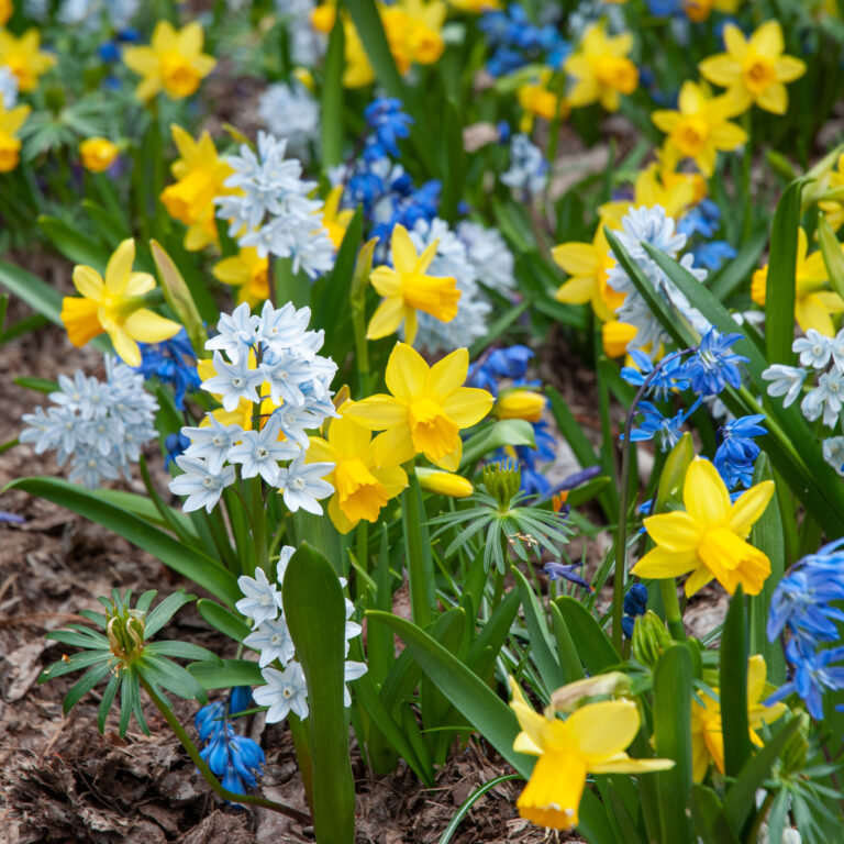 Woodland Blend™ Bulbs | Wholesale Pricing | Colorblends®