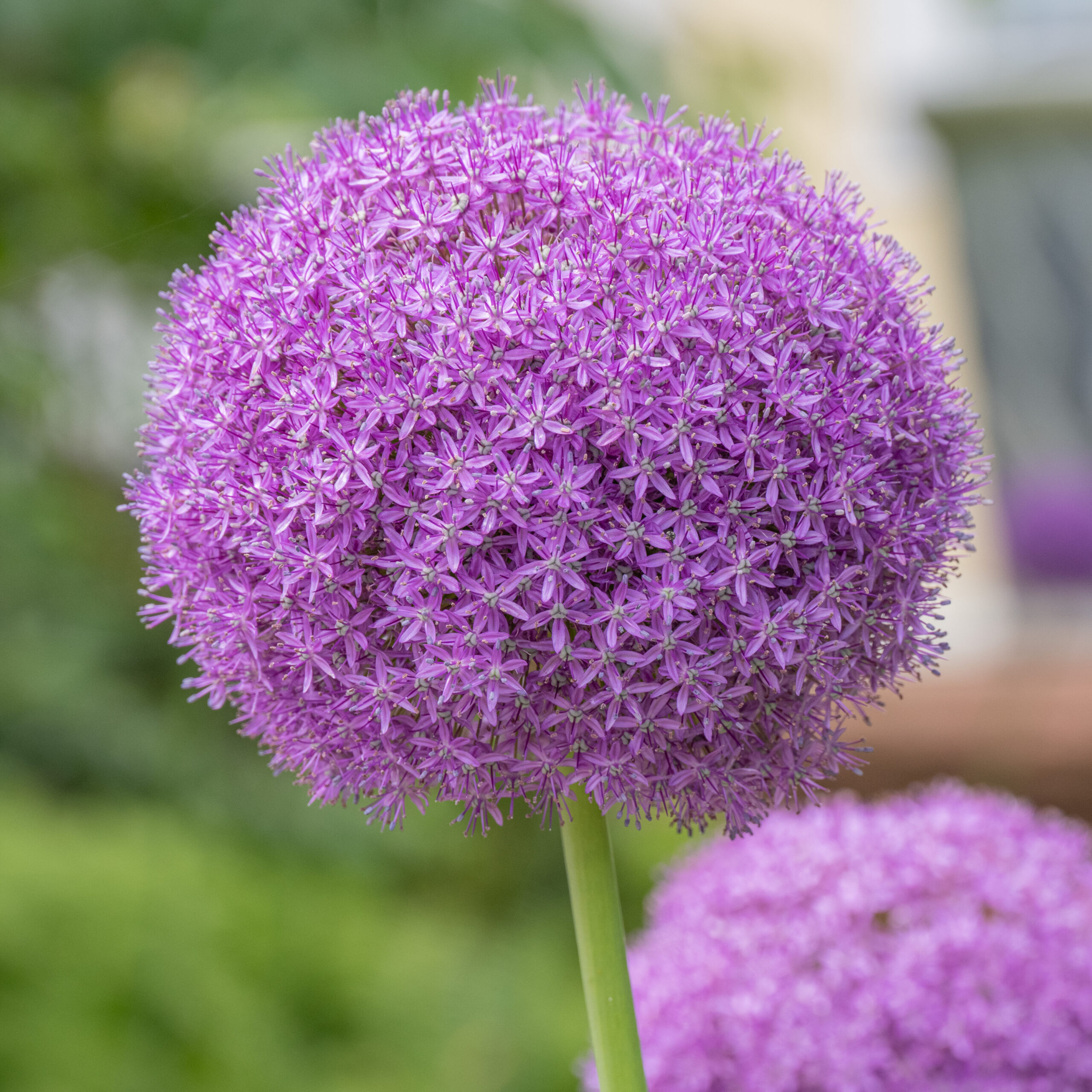 Allium Ambassador Bulbs | Wholesale Pricing | Colorblends®