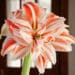 Dancing Queen Amaryllis Bulbs | Wholesale Pricing | Colorblends®