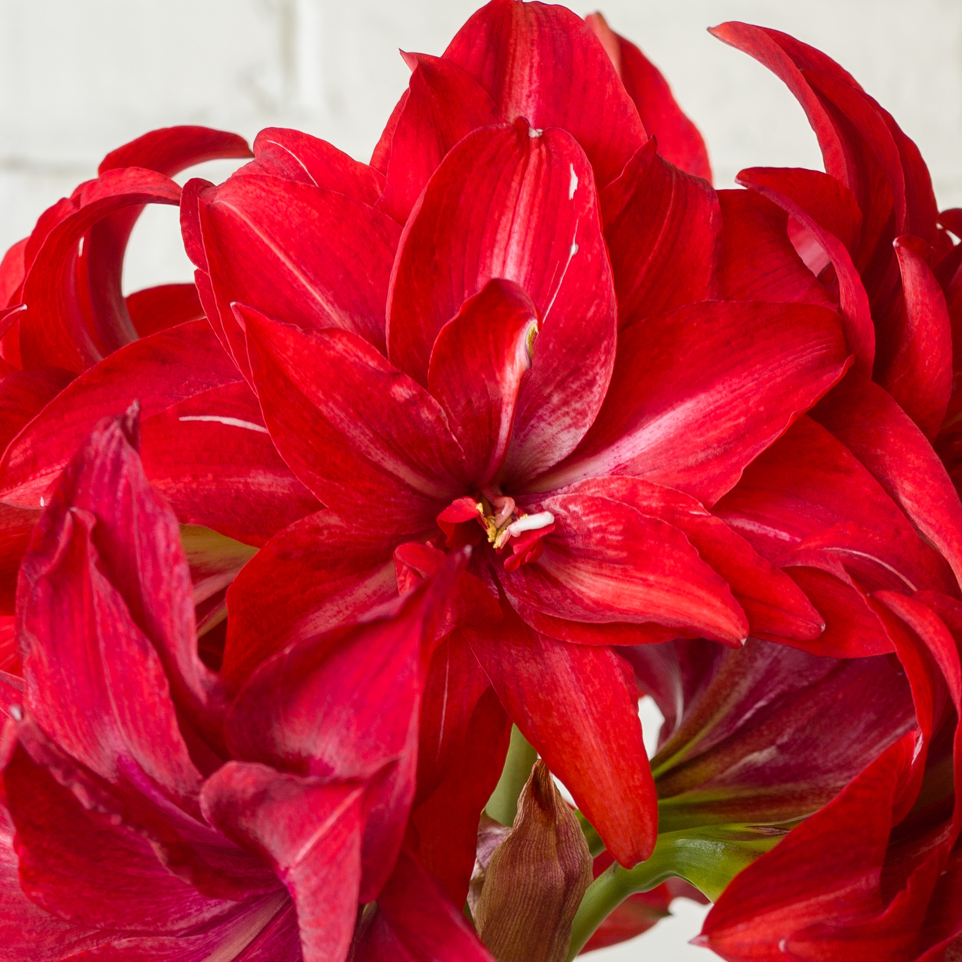 Double Delicious Amaryllis Bulbs | Wholesale Prices | Colorblends®