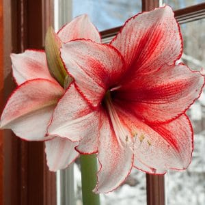 Rosy Star Amaryllis Bulbs | Wholesale Pricing | Colorblends®