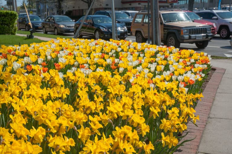 Flower Combinations from Colorblends