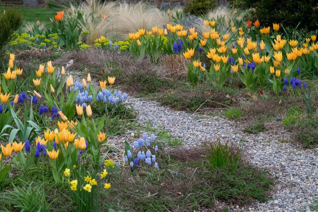 COLORBLENDS | A Spring-Flowering Bulb’s Growth Cycle