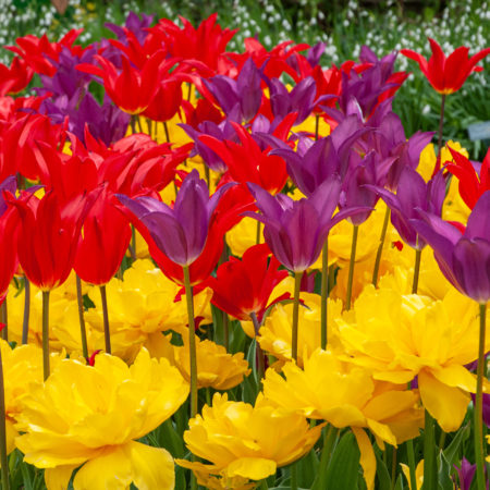 Double Tulip Bulbs | Colorblends® Wholesale Flowerbulbs