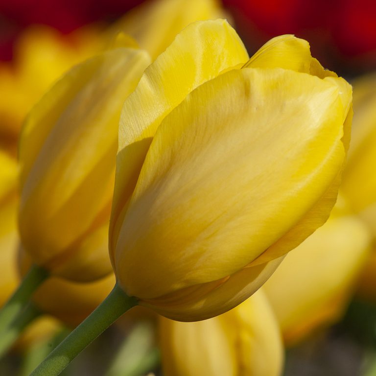 Mrs. John T. Scheepers Tulip Bulbs | Always Wholesale Pricing ...