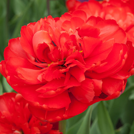 Double Tulips | Dutch Flower Bulbs at wholesale prices - Colorblends®