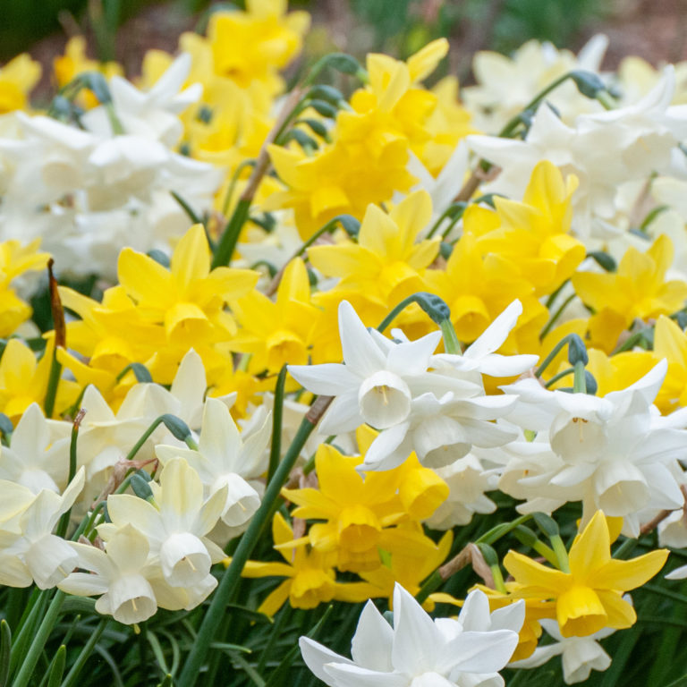Daffodil Bulbs | Colorblends® Wholesale Flowerbulbs