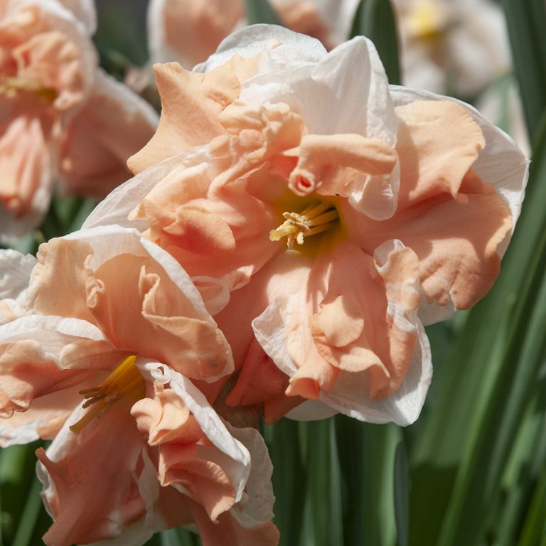 Daffodil Bulbs | Colorblends® Wholesale Flowerbulbs