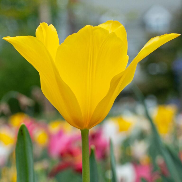 Single Tulip Bulbs | Colorblends® Flower Bulbs | Wholesale Pricing