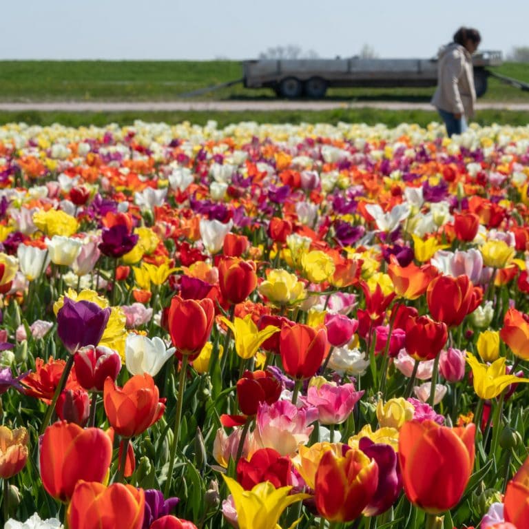 All Tulips | Dutch Flower Bulbs at wholesale prices - Colorblends®
