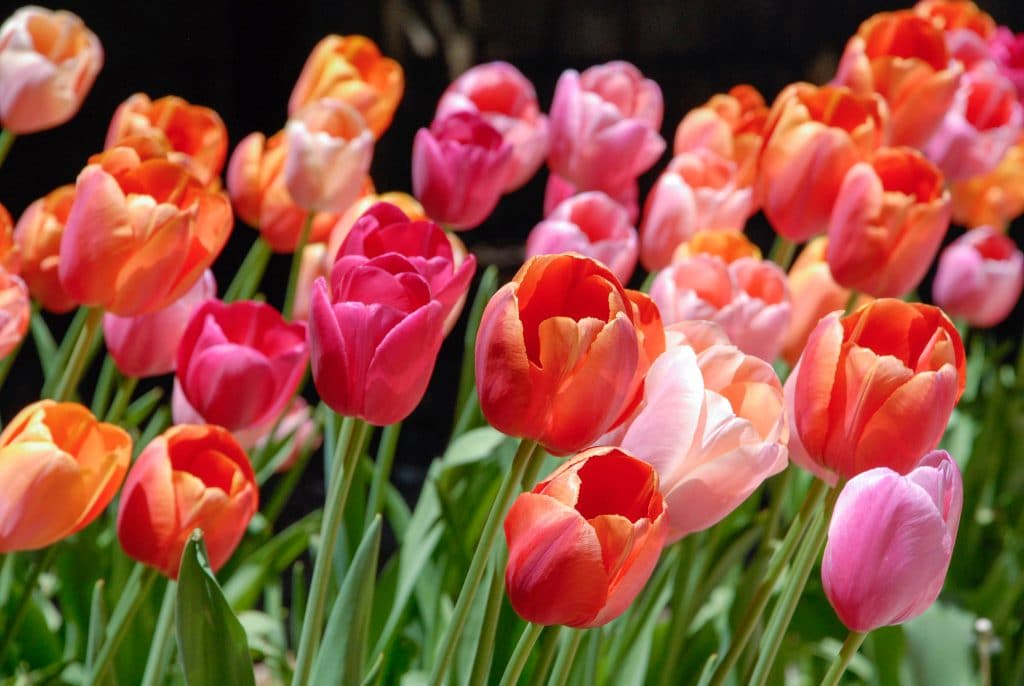 Colorblends Wholesale Flower Bulbs | Tulips and Daffodils for Fall Planting