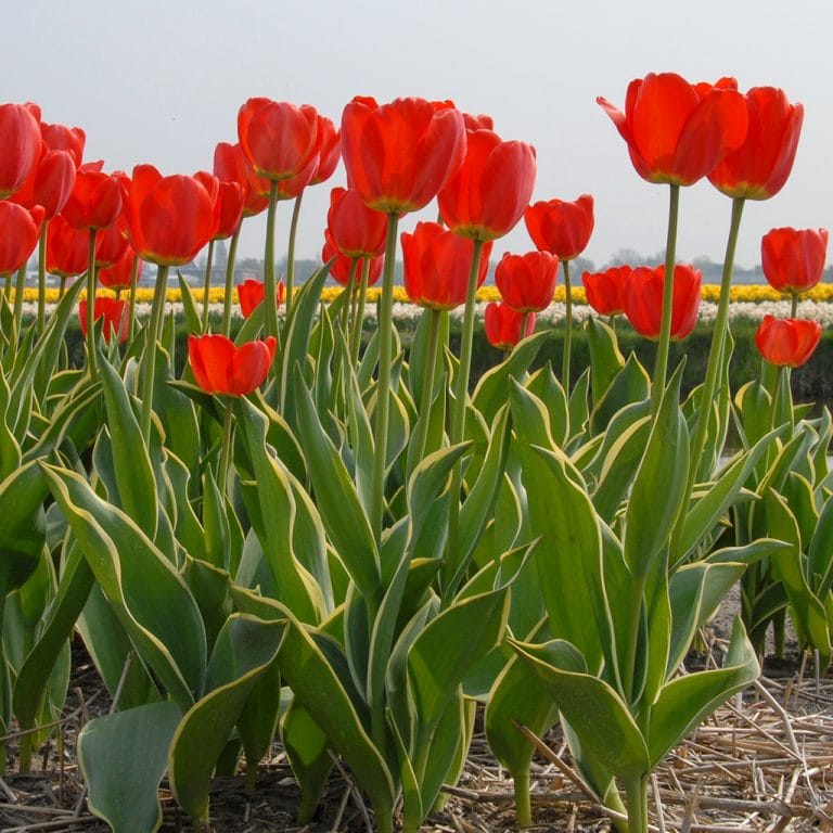 Parade Design Tulip Bulbs | Always Wholesale Pricing | Colorblends®