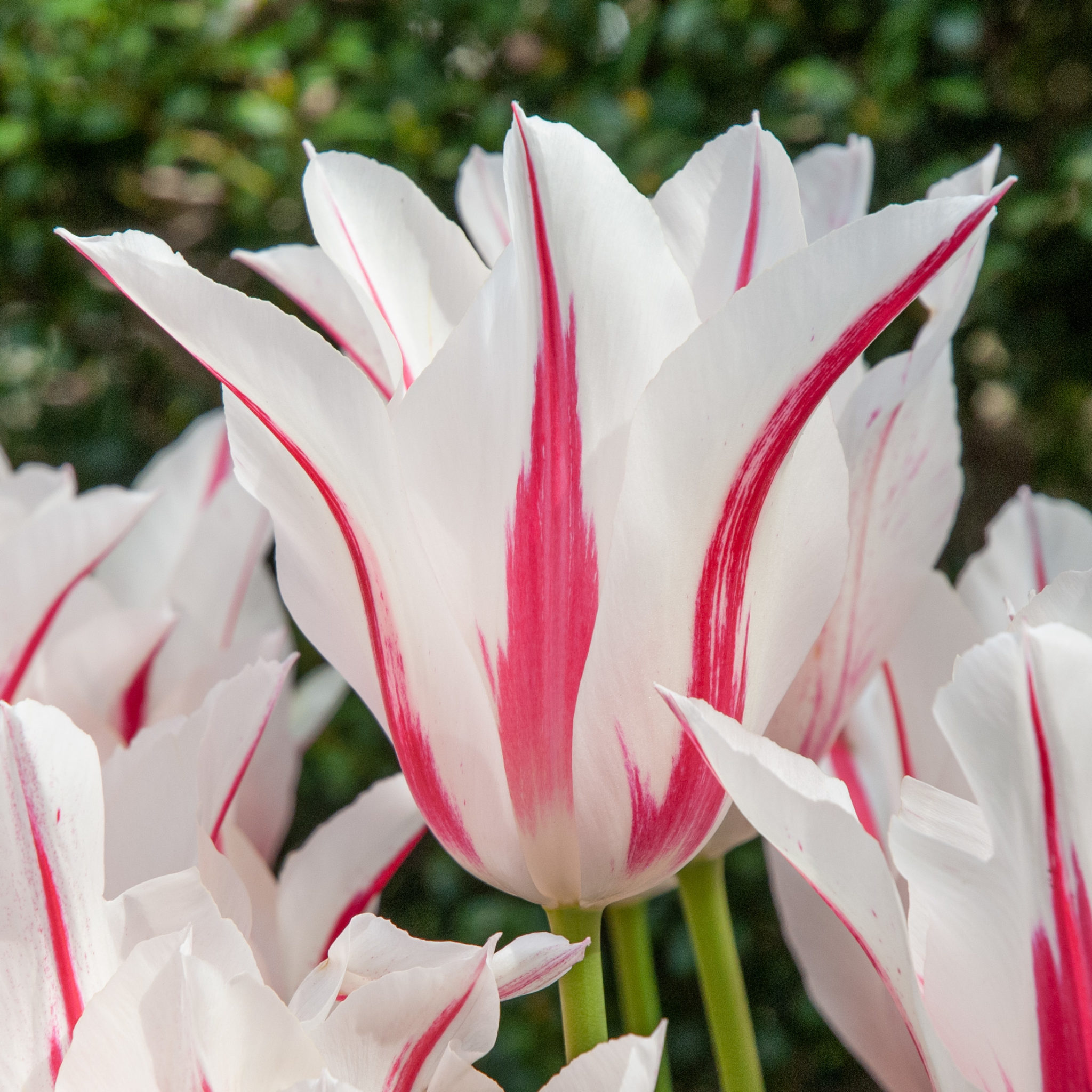 Marilyn Tulip Bulbs | Always Wholesale Pricing | Colorblends®