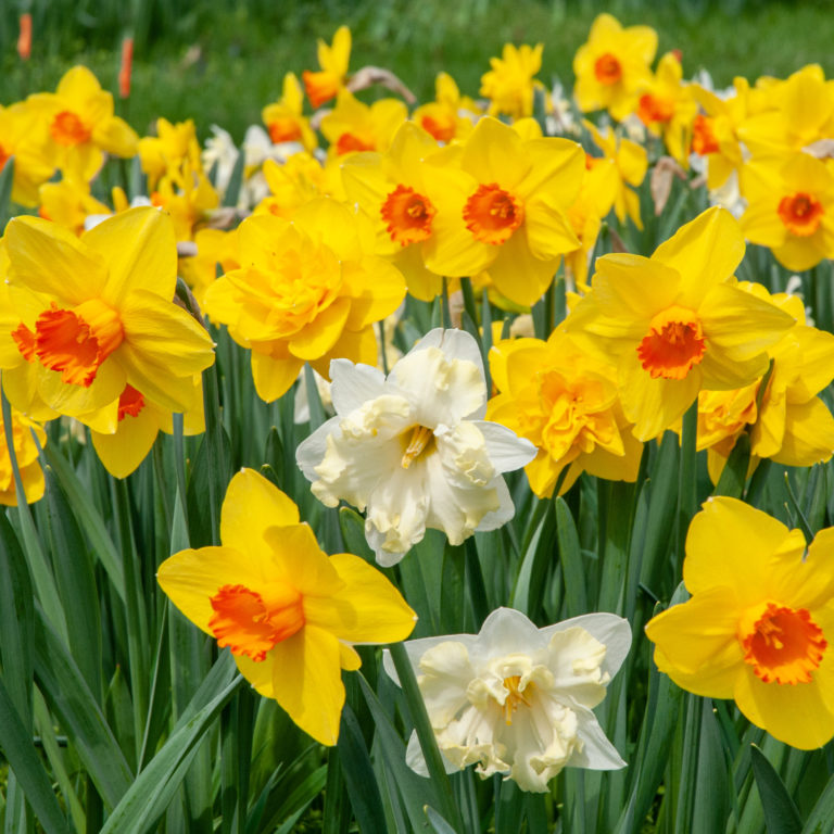 Daffodil Bulbs | Colorblends® Wholesale Flowerbulbs