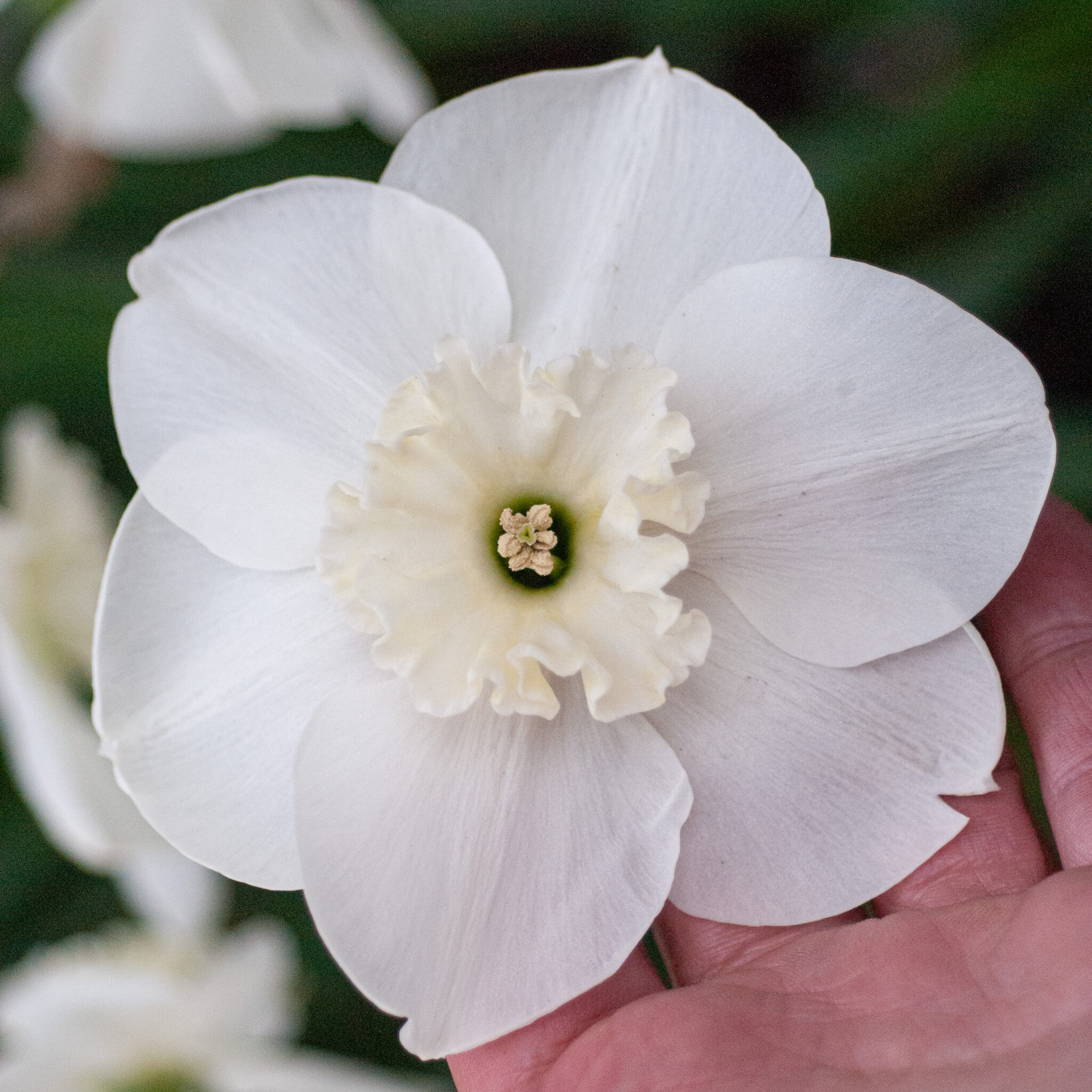 Falmouth Bay Daffodil Bulbs | Always Wholesale Prices | Colorblends®