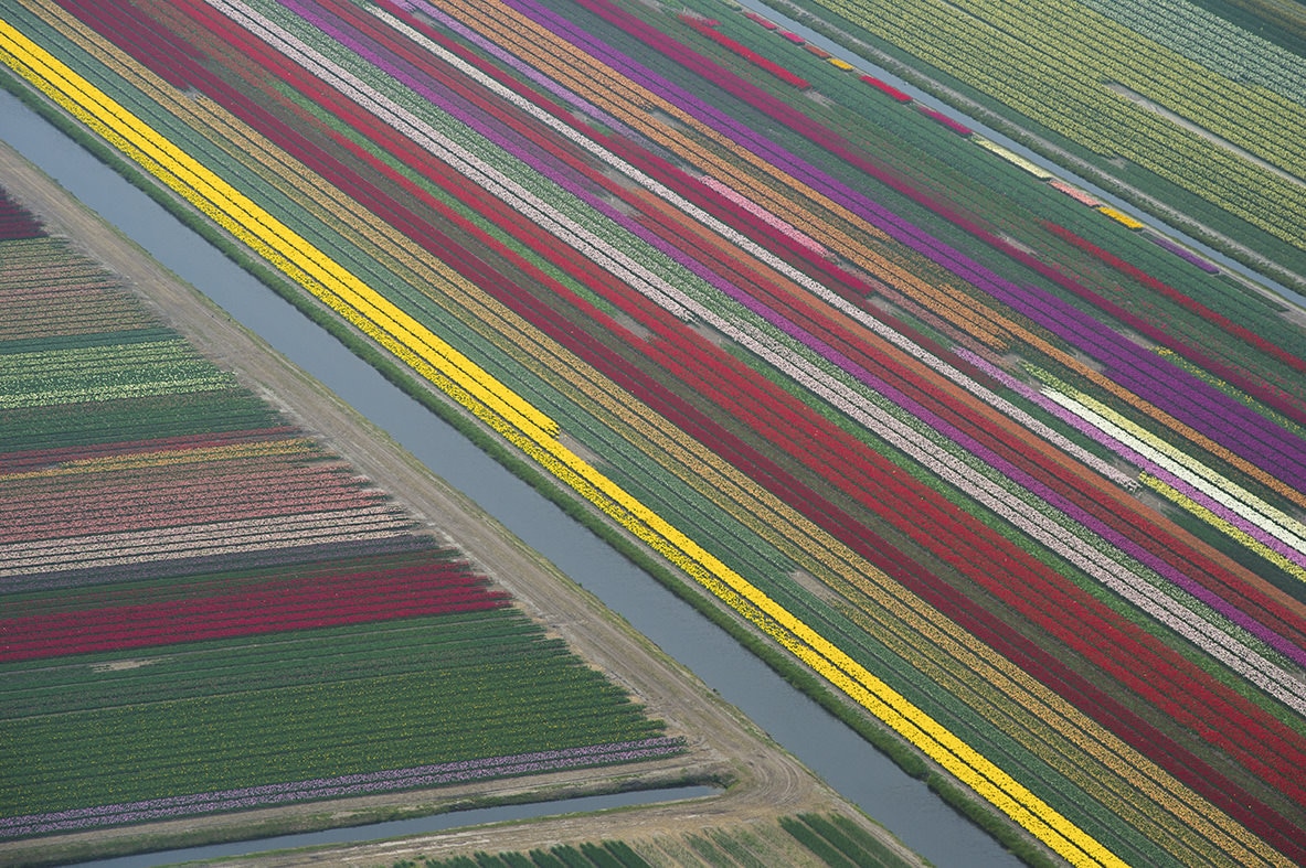 COLORBLENDS | Why Do They Grow Tulips in Holland?