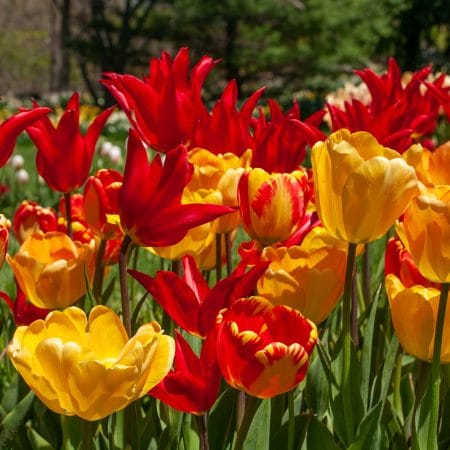 Tulip Blends | Dutch Flower Bulbs at wholesale prices - Colorblends®
