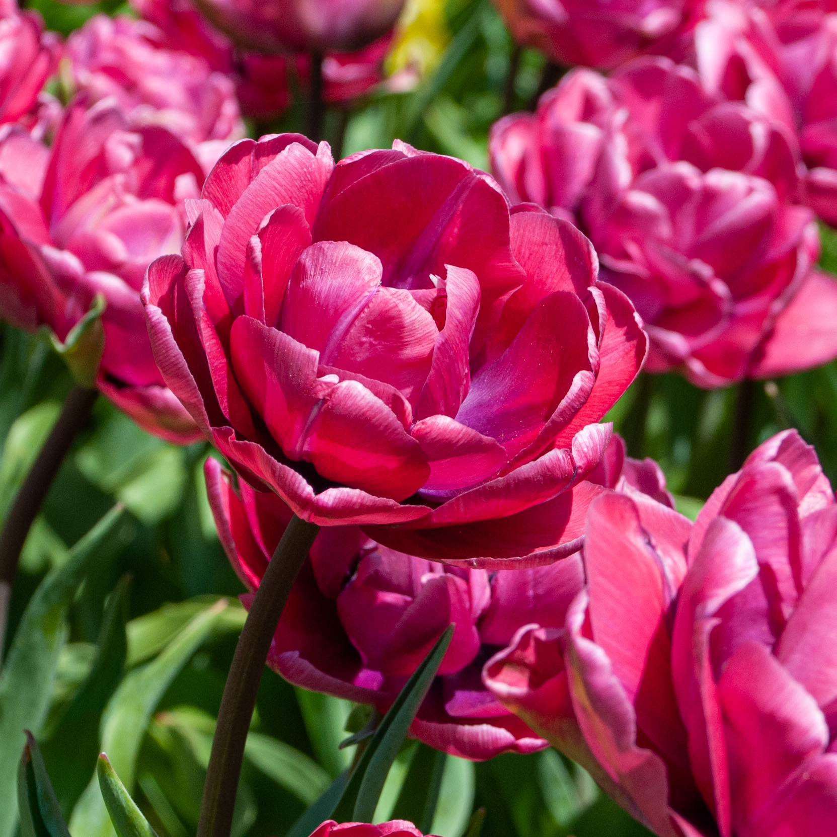 Rosy Diamond Tulips | Always Wholesale Pricing | Colorblends®